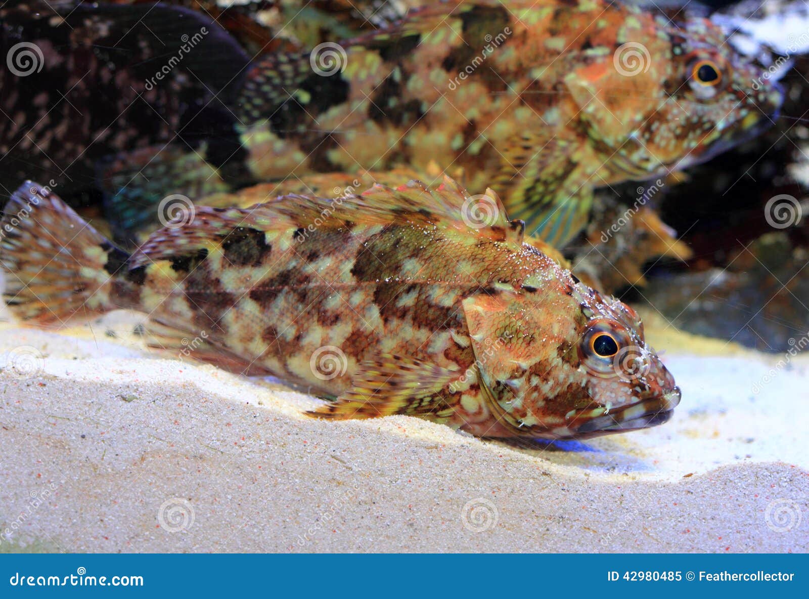 False kelpfish stock image. Image of pacific, marine - 42980485