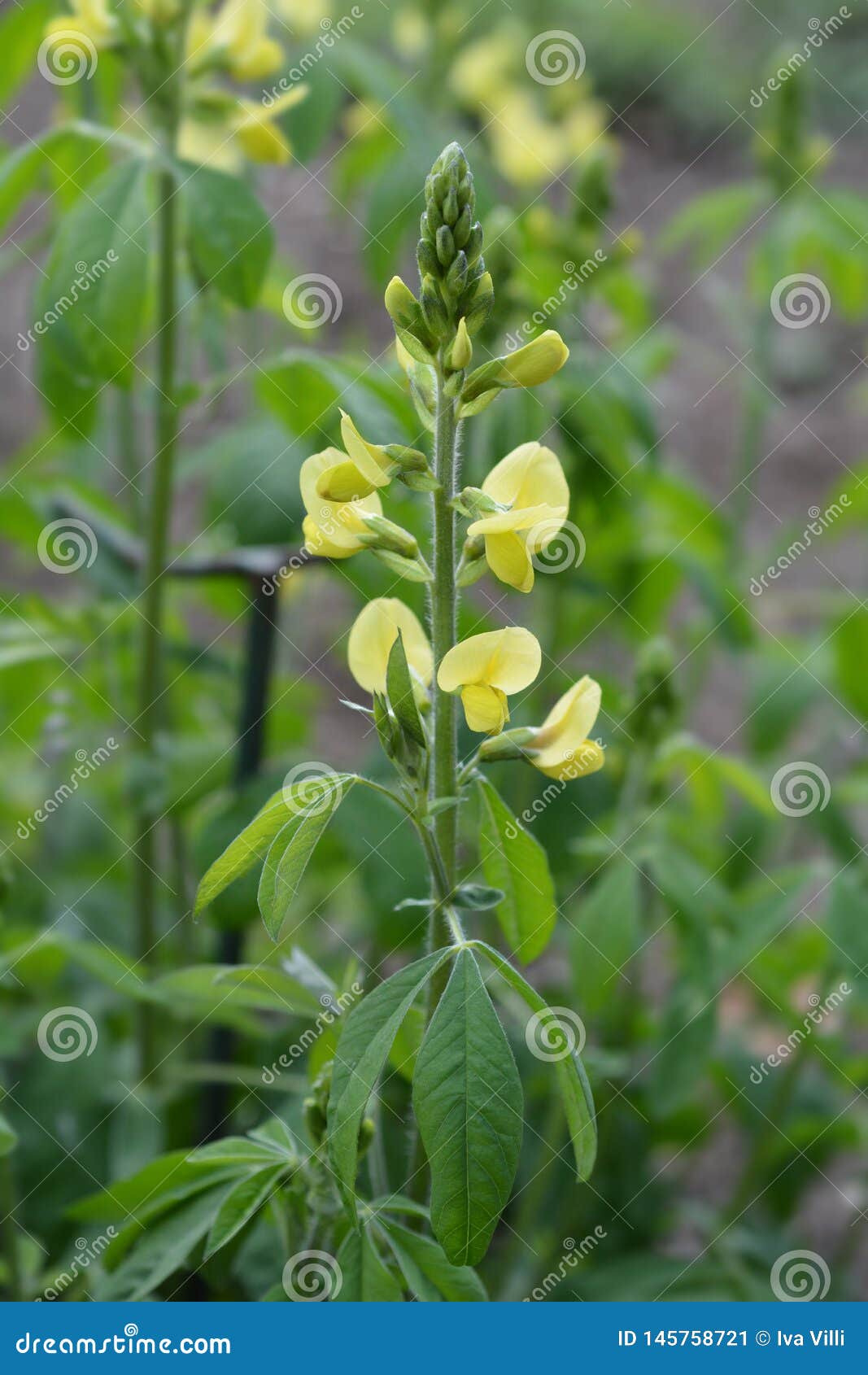 False lupine stock image. Image of outdoors, carolina - 145758721