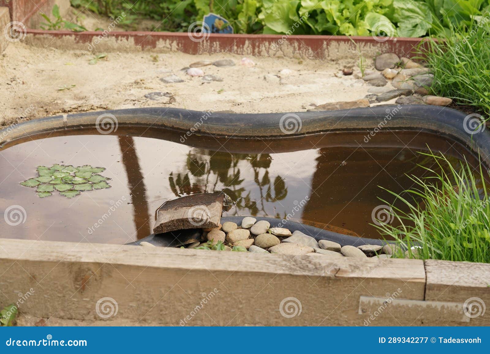 The False Map Turtle (Graptemys Pseudogeographica) In Outdoor Turtle ...