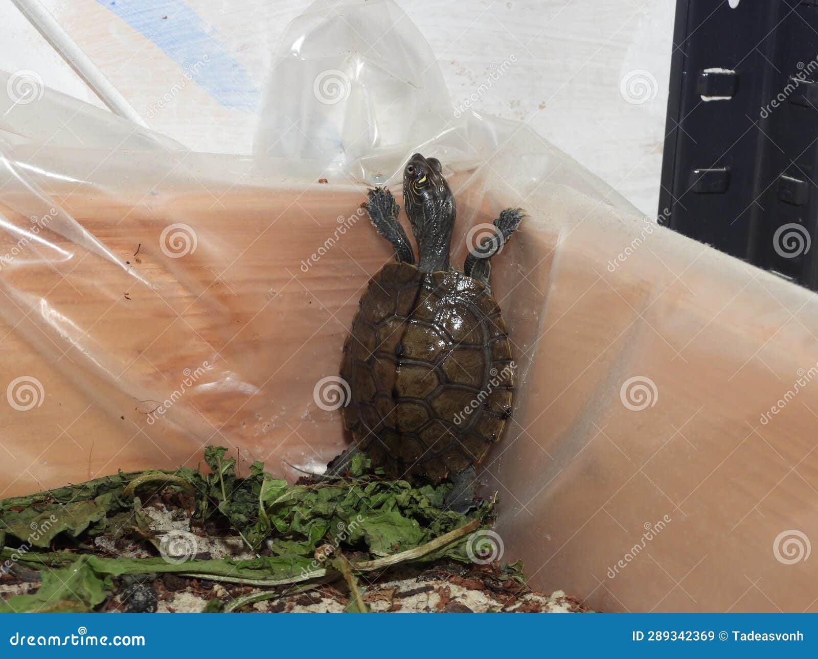 The False Map Turtle (Graptemys Pseudogeographica) In Outdoor Turtle ...