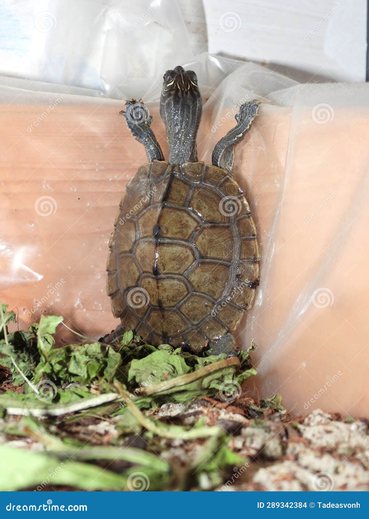 The False Map Turtle (Graptemys Pseudogeographica) In Outdoor Turtle ...
