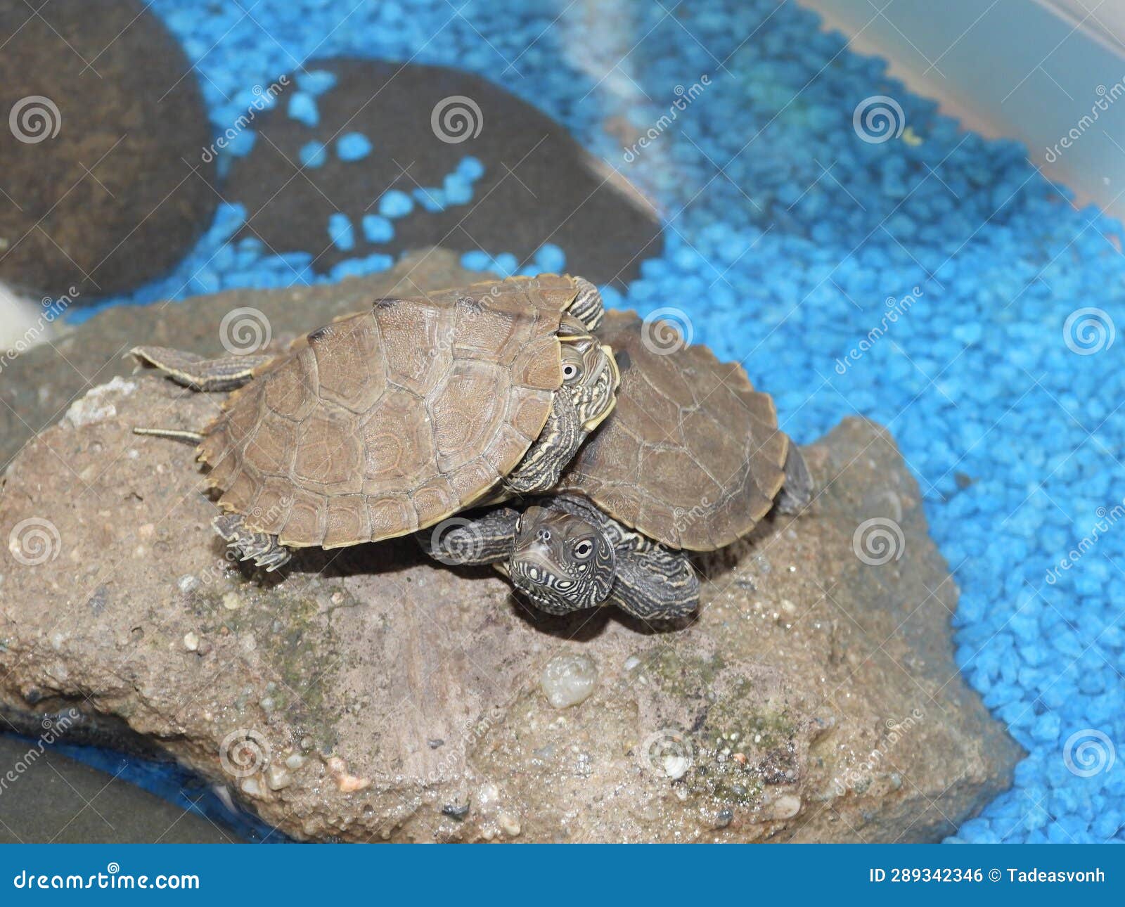 The False Map Turtle (Graptemys Pseudogeographica) In Outdoor Turtle ...