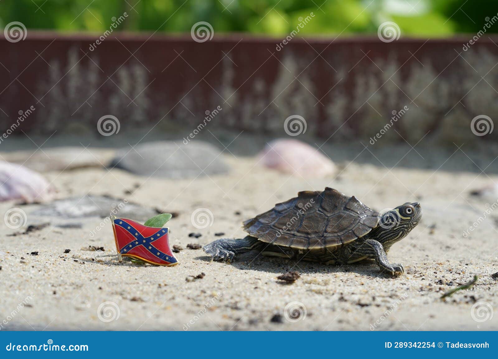 The False Map Turtle (Graptemys Pseudogeographica) with Rebel Flag ...