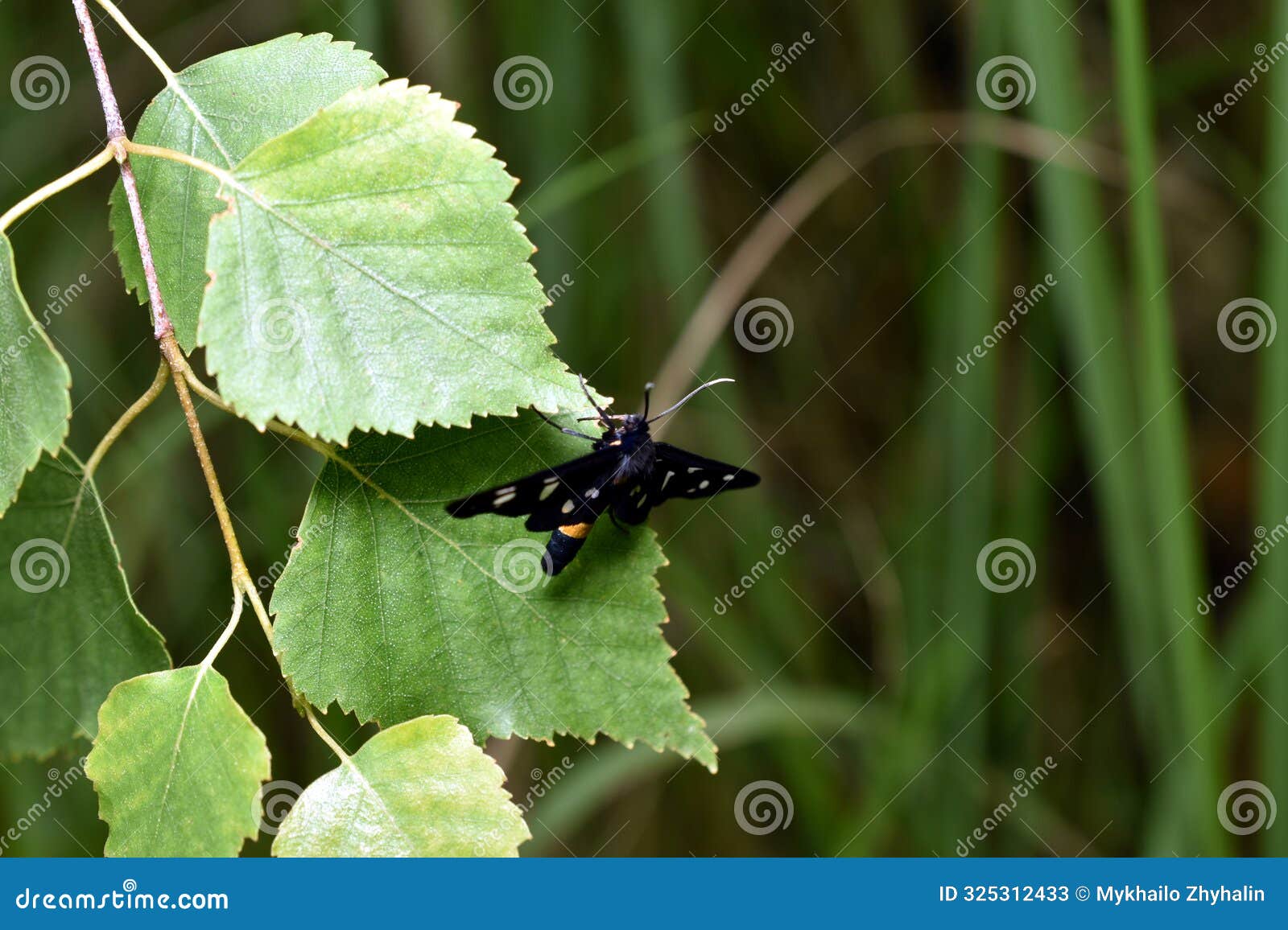 A False Moth Butterfly Sits on a Plant. Stock Image - Image of color ...