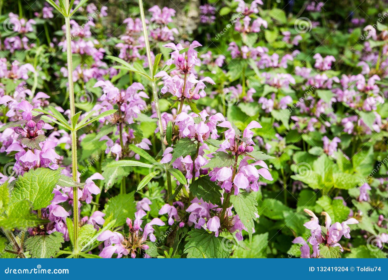 False Nettle Lamium Maculatum with Pink and White Flowers Stock Photo ...