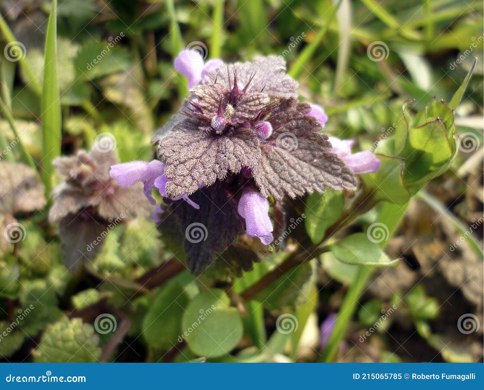 False Purple Nettle & X28;details& X29; Stock Image - Image of nettle ...
