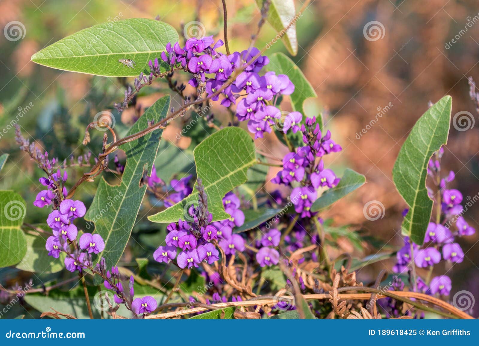 Sarsaparilla Flower Australian Native Vine Hardenbergia Violacea ...