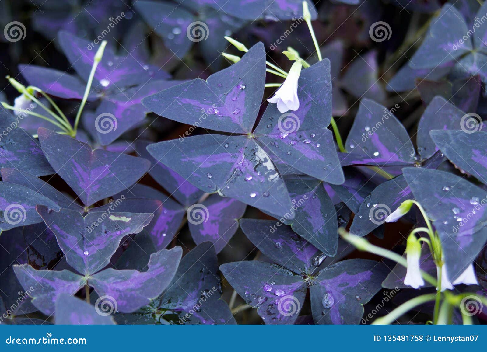 False Shamrock Oxalis Triangularis Stock Photo - Image of flower ...