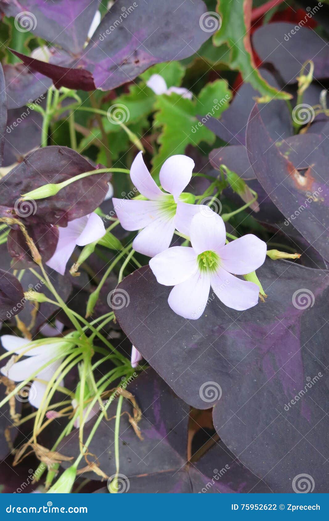 False Shamrock (Oxalis Triangularis) Stock Photo - Image of ...