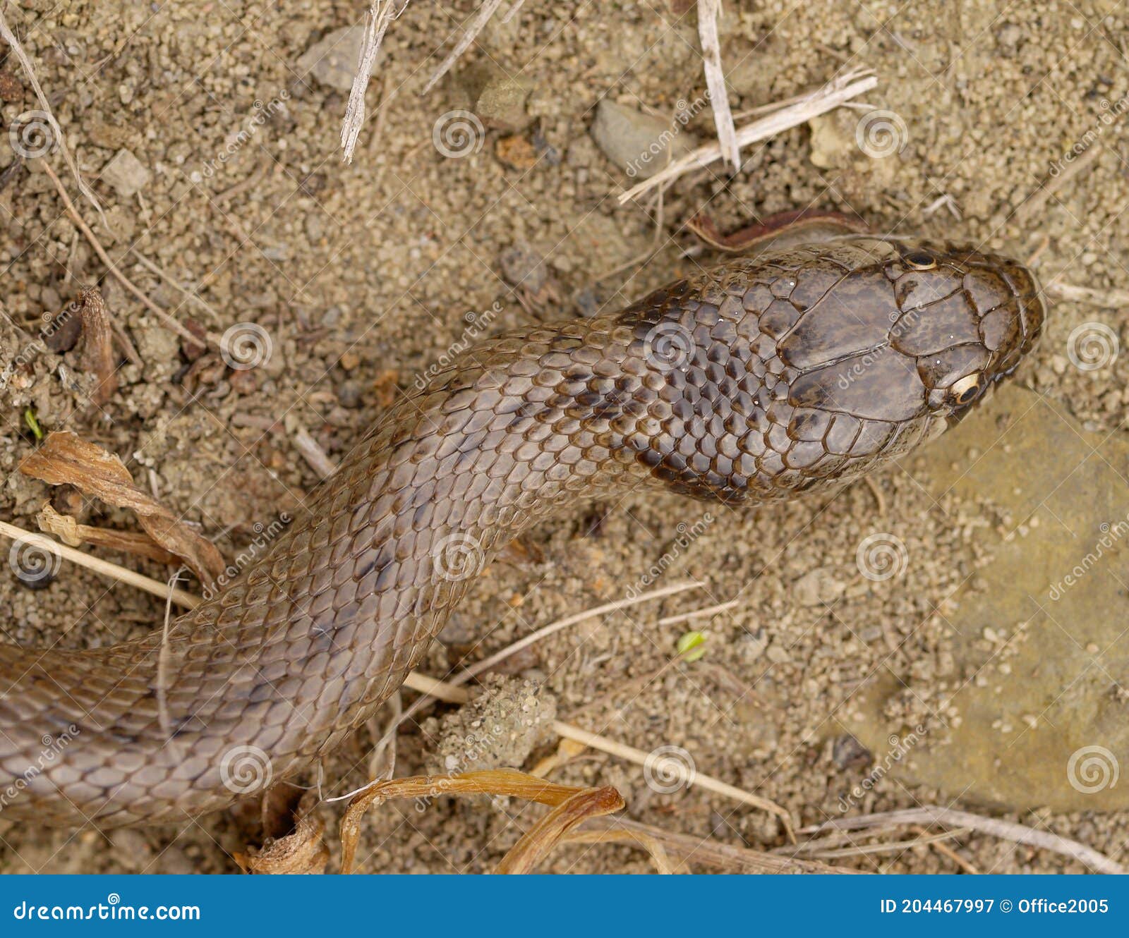 False Smooth Snake, Macroprotodon Cucullatus Stock Image - Image of ...
