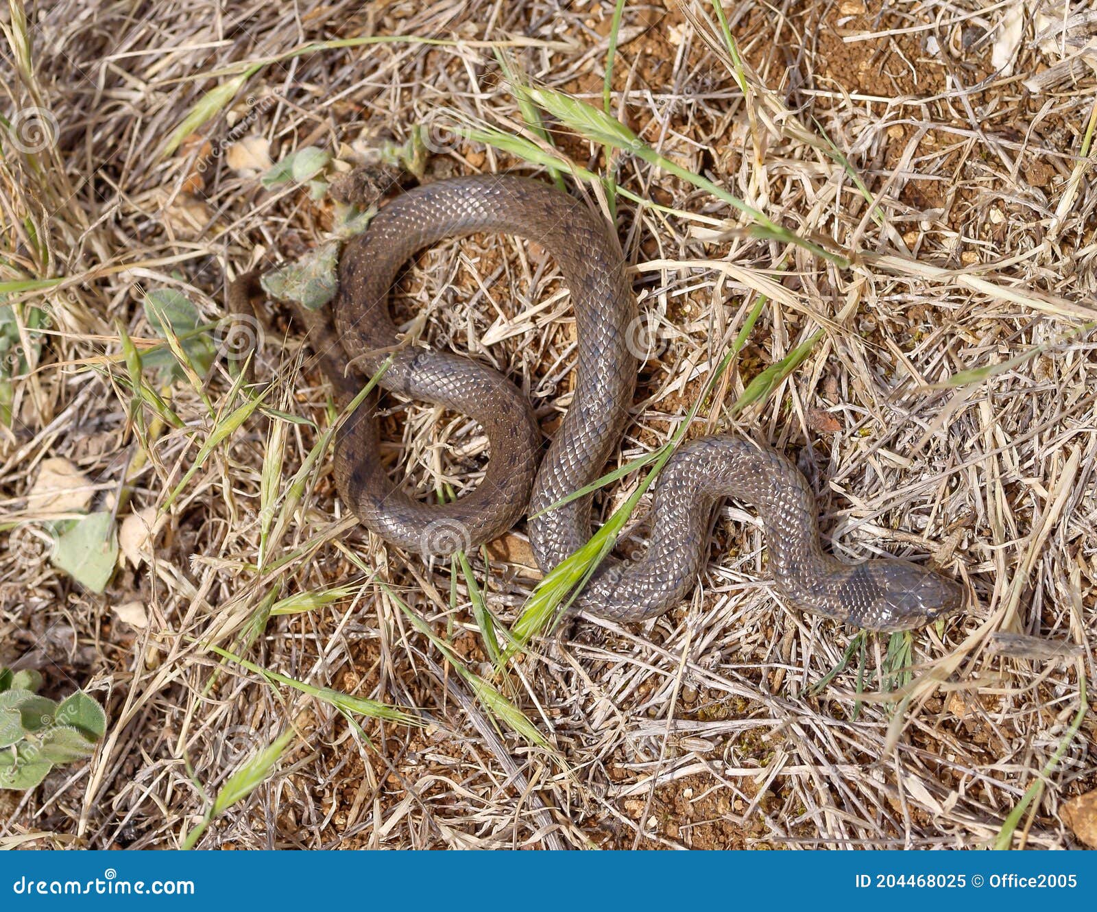 False Smooth Snake, Macroprotodon Cucullatus Stock Image - Image of ...