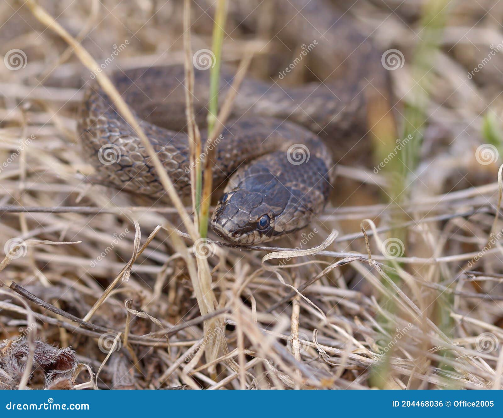 False Smooth Snake, Macroprotodon Cucullatus Stock Photo - Image of ...