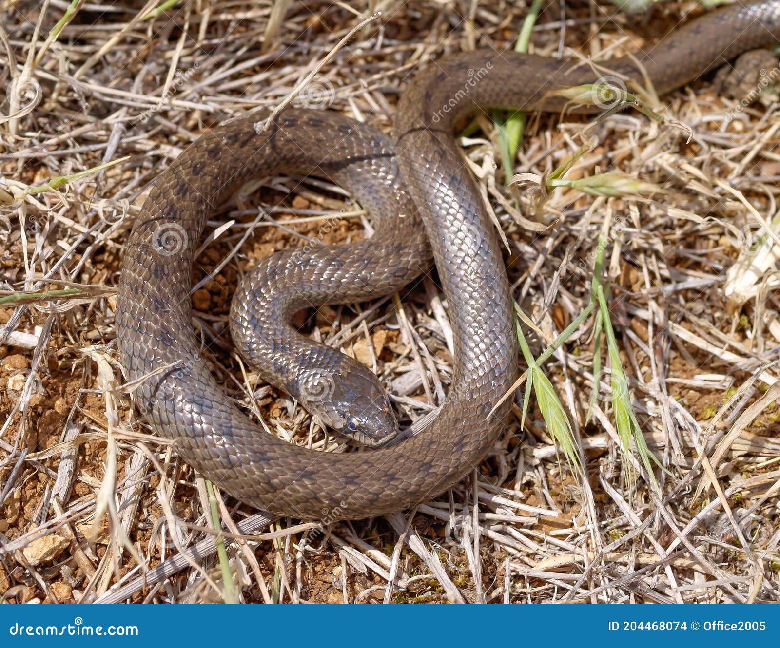 False Smooth Snake, Macroprotodon Cucullatus Stock Photo - Image of ...