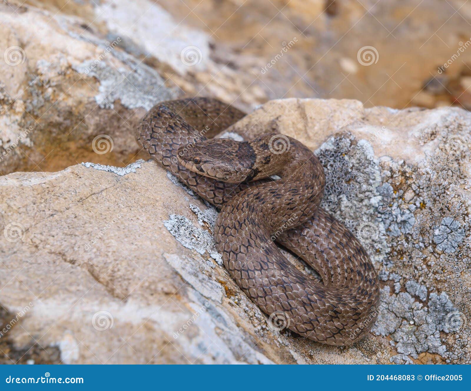 False Smooth Snake, Macroprotodon Cucullatus Stock Image - Image of ...