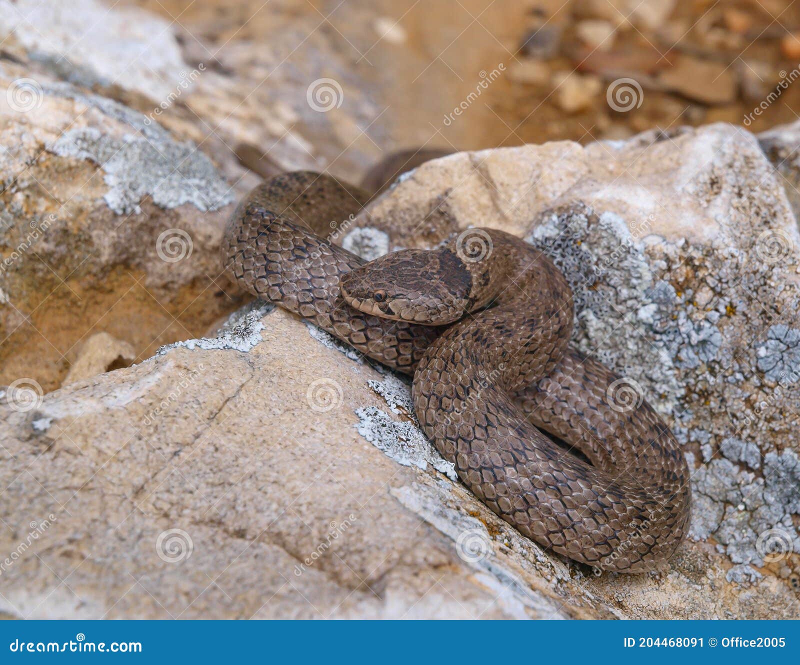False Smooth Snake, Macroprotodon Cucullatus Stock Image - Image of ...