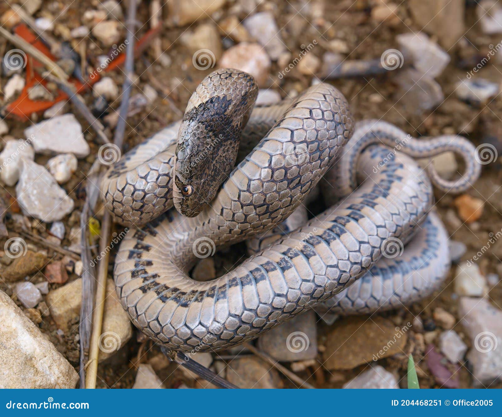 False Smooth Snake, Macroprotodon Cucullatus Stock Image - Image of ...