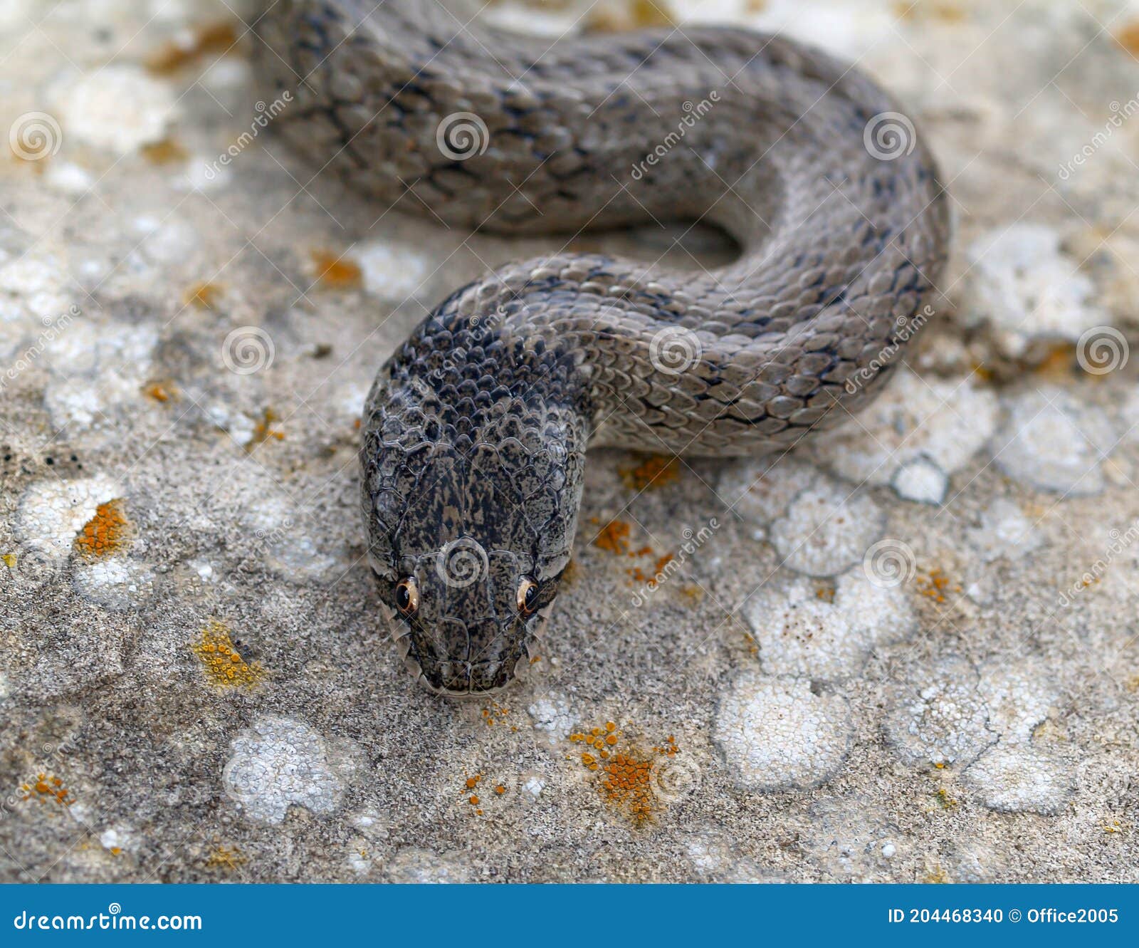False Smooth Snake, Macroprotodon Cucullatus Stock Photo - Image of ...