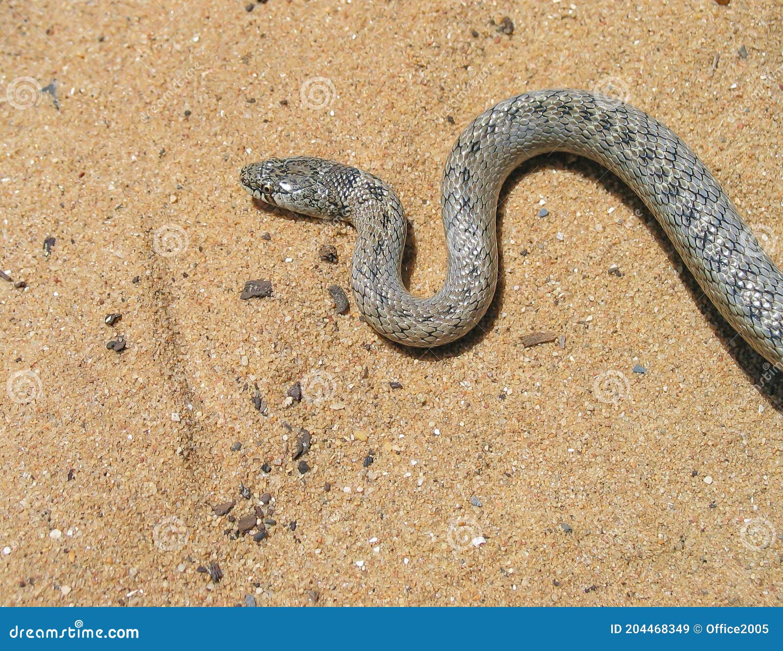 False Smooth Snake, Macroprotodon Cucullatus Stock Image - Image of ...