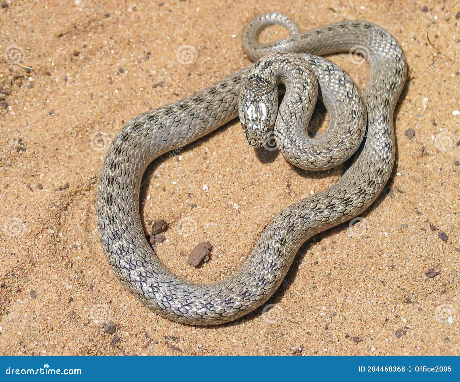 False Smooth Snake, Macroprotodon Cucullatus Stock Photo - Image of ...