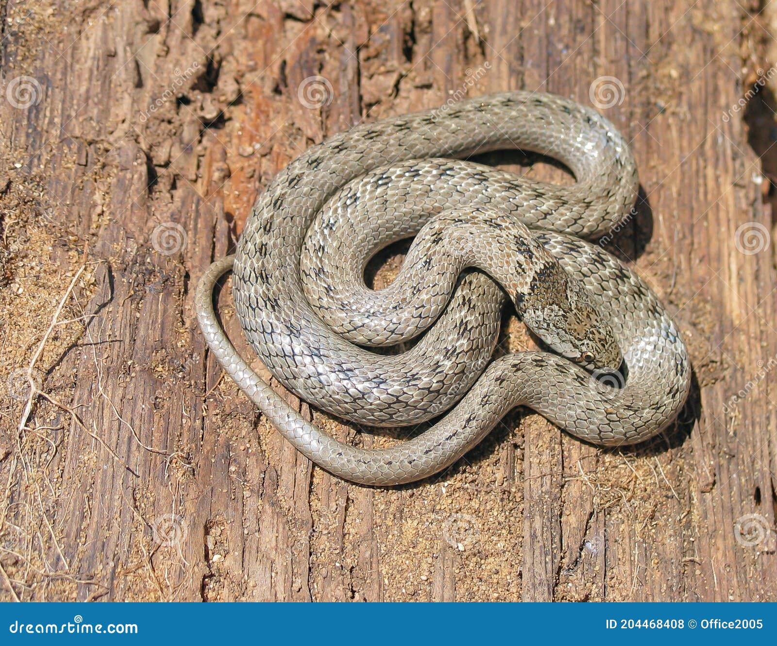 False Smooth Snake, Macroprotodon Cucullatus Stock Photo - Image of ...