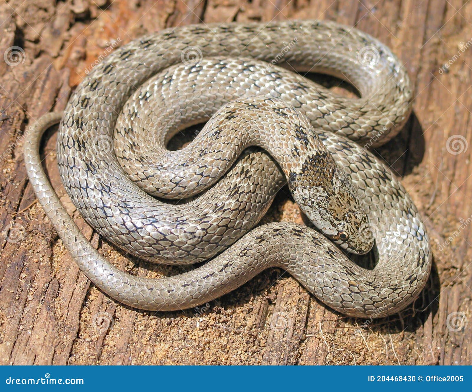False Smooth Snake, Macroprotodon Cucullatus Stock Photo - Image of ...
