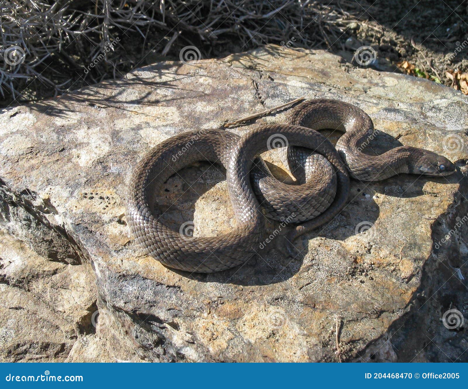 False Smooth Snake, Macroprotodon Cucullatus Stock Photo - Image of ...