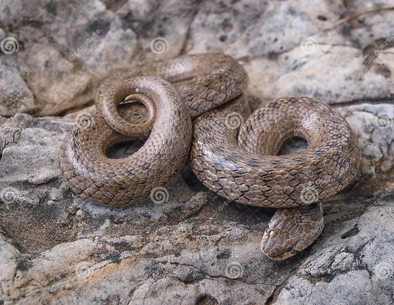 False Smooth Snake (macroprotodon Cucullatus) on the Stone Surface ...