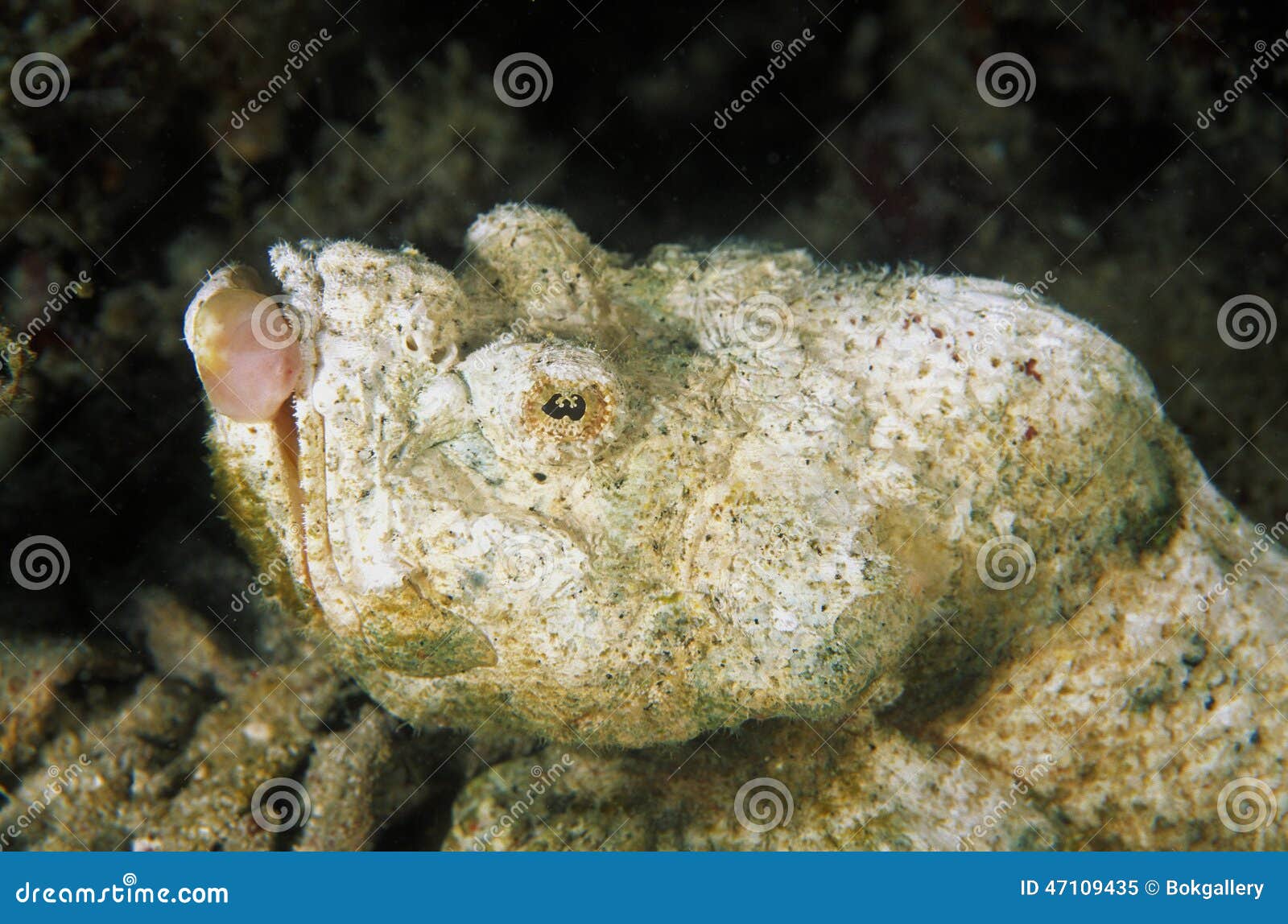 False Stonefish, Mabul Island, Sabah Stock Image - Image of mabul ...