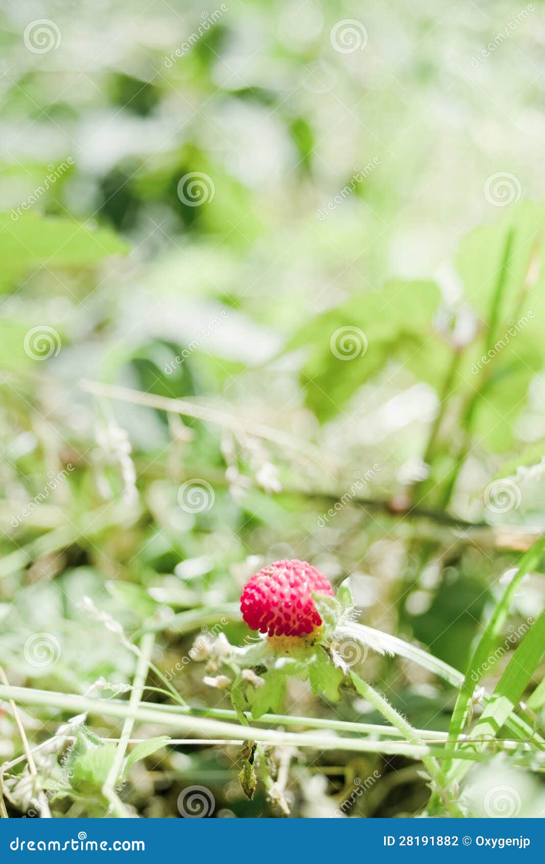 False Strawberry stock photo. Image of false, lovely - 28191882