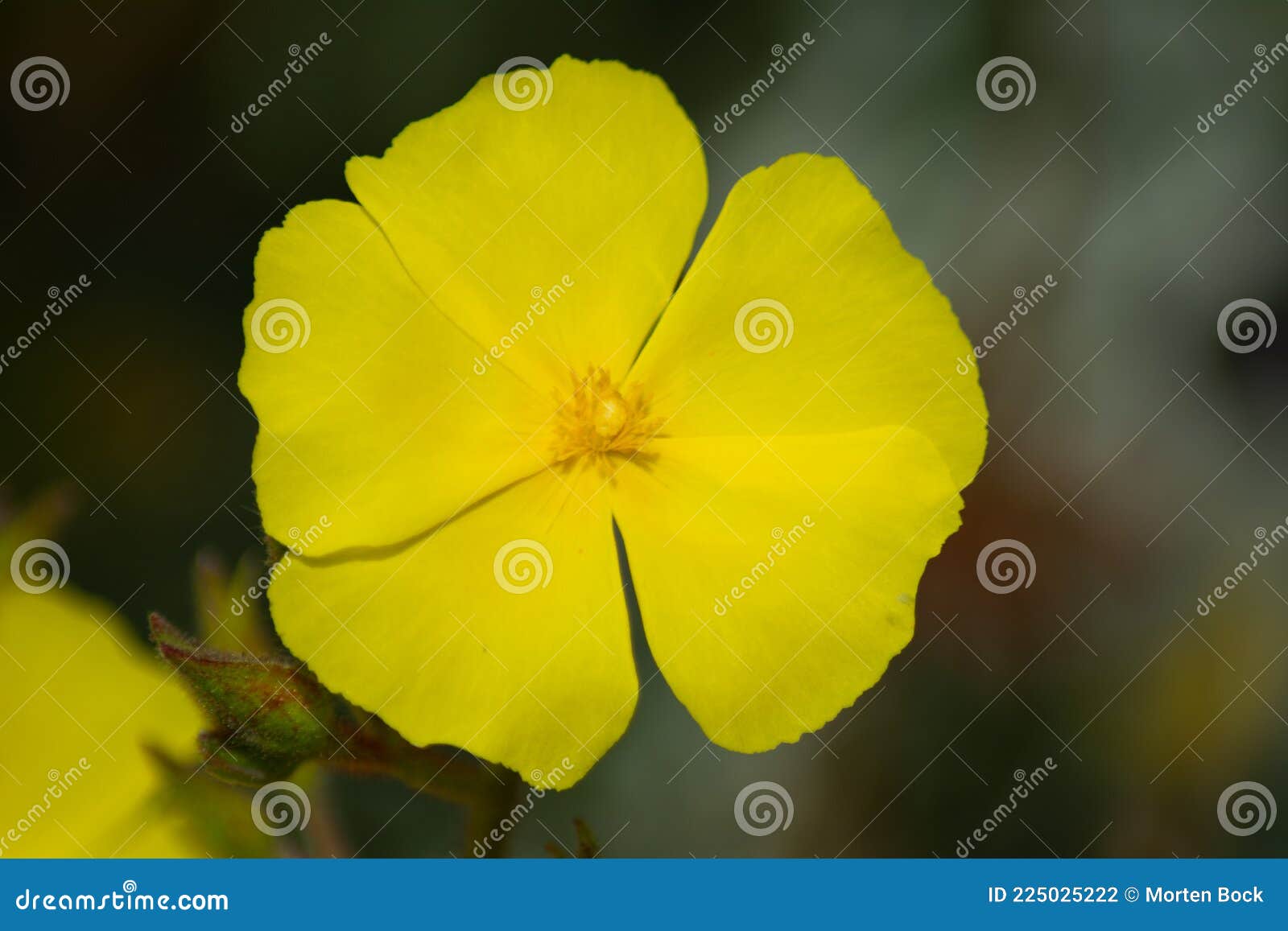 A False Sun-rose with a Yellow Blossom Stock Photo - Image of germany ...