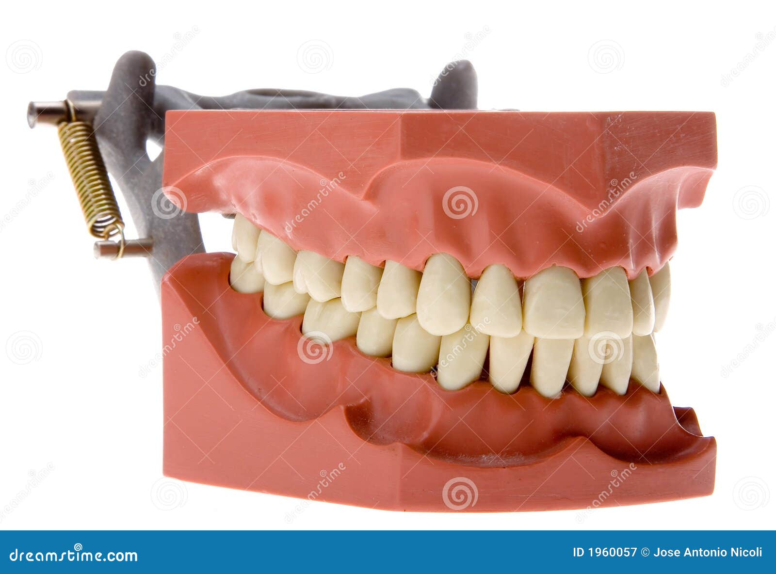 False teeth stock image. Image of close, dental, artificial - 1960057