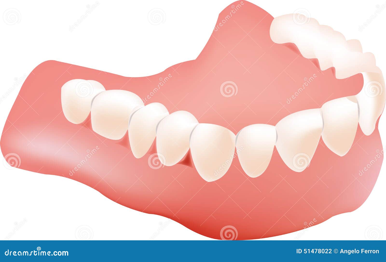 False teeth stock vector. Illustration of medical, denture - 51478022