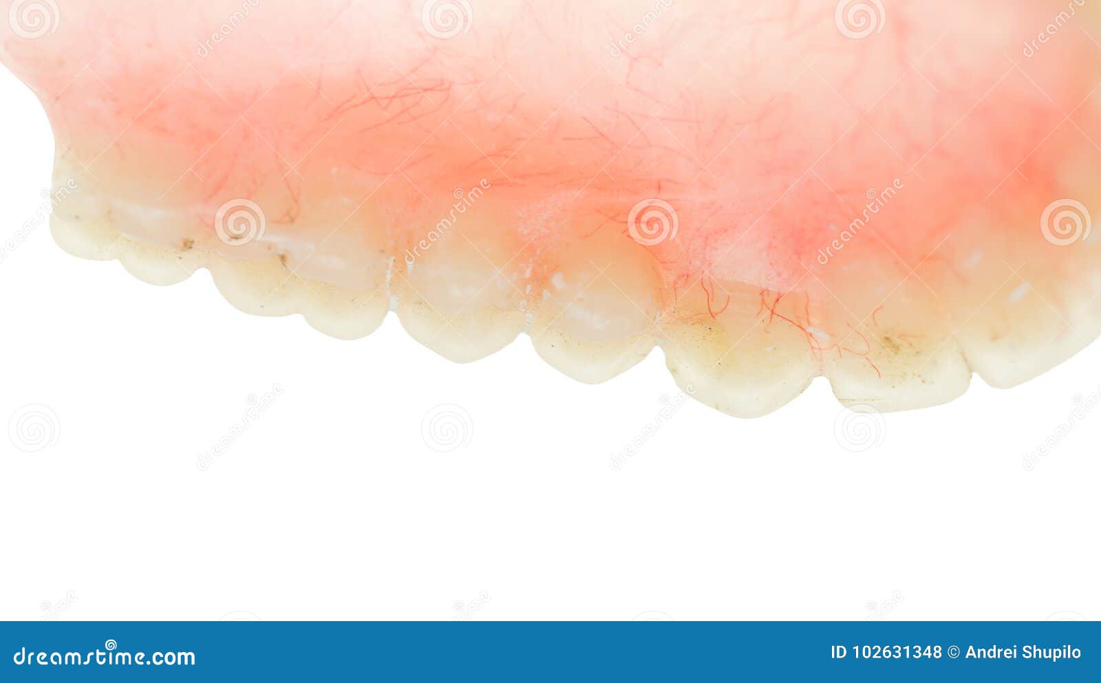 False Teeth on a White Background Stock Photo - Image of healthy ...