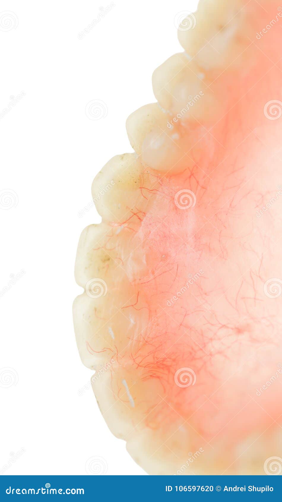 False Teeth on a White Background Stock Photo - Image of concept, fake ...