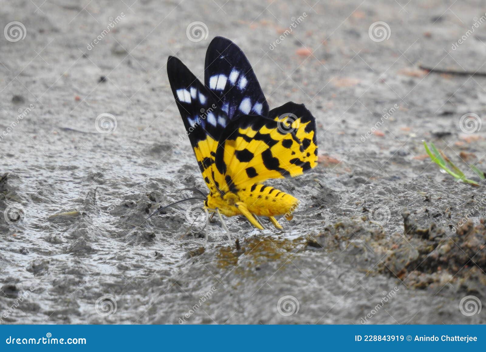 False tiger moth stock image. Image of animal, wing - 228843919