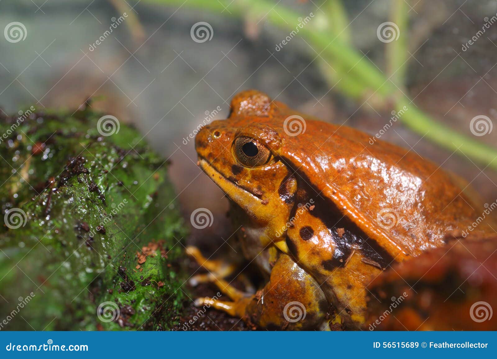False tomato frog stock image. Image of marine, dyscophus - 56515689