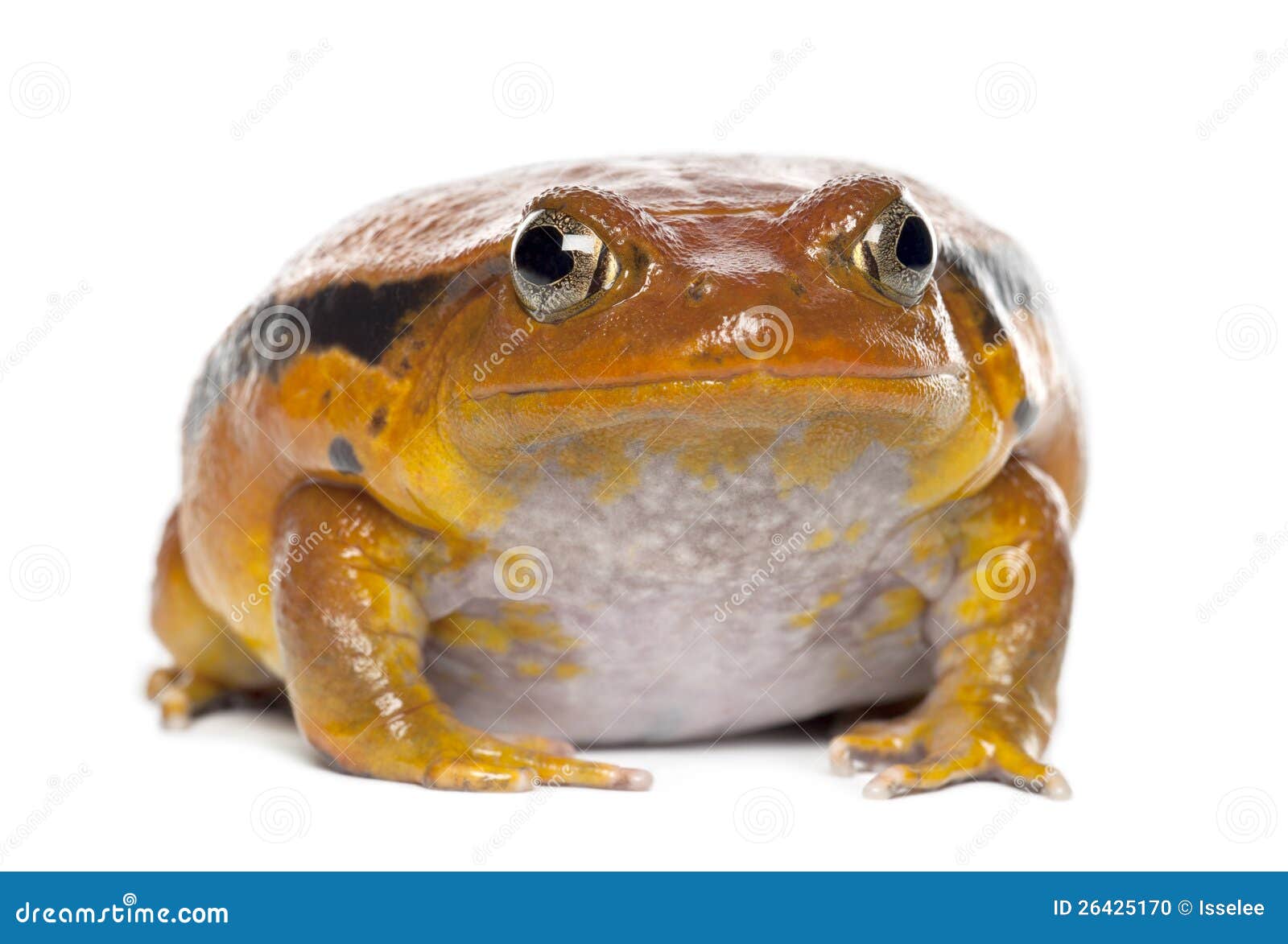 False Tomato Frog, Dyscophus Guineti, Portrait Stock Photo - Image of ...