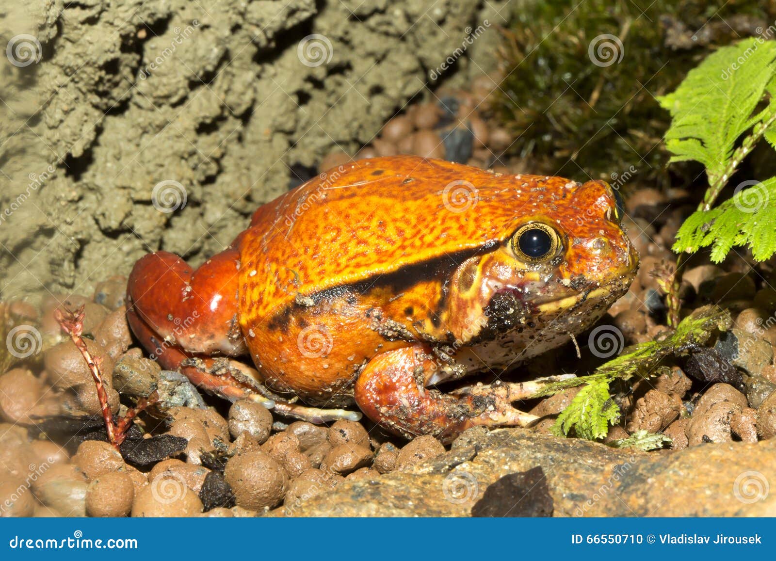 False Tomato Frog, Dyscophus Guyneti Stock Photo - Image of tomato ...