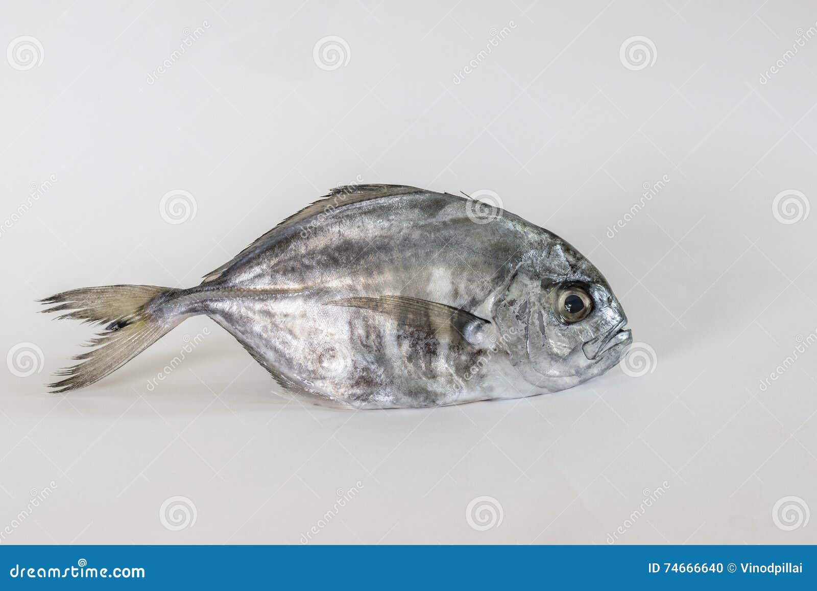 False trevally fish stock photo. Image of seafood, thailand - 74666640