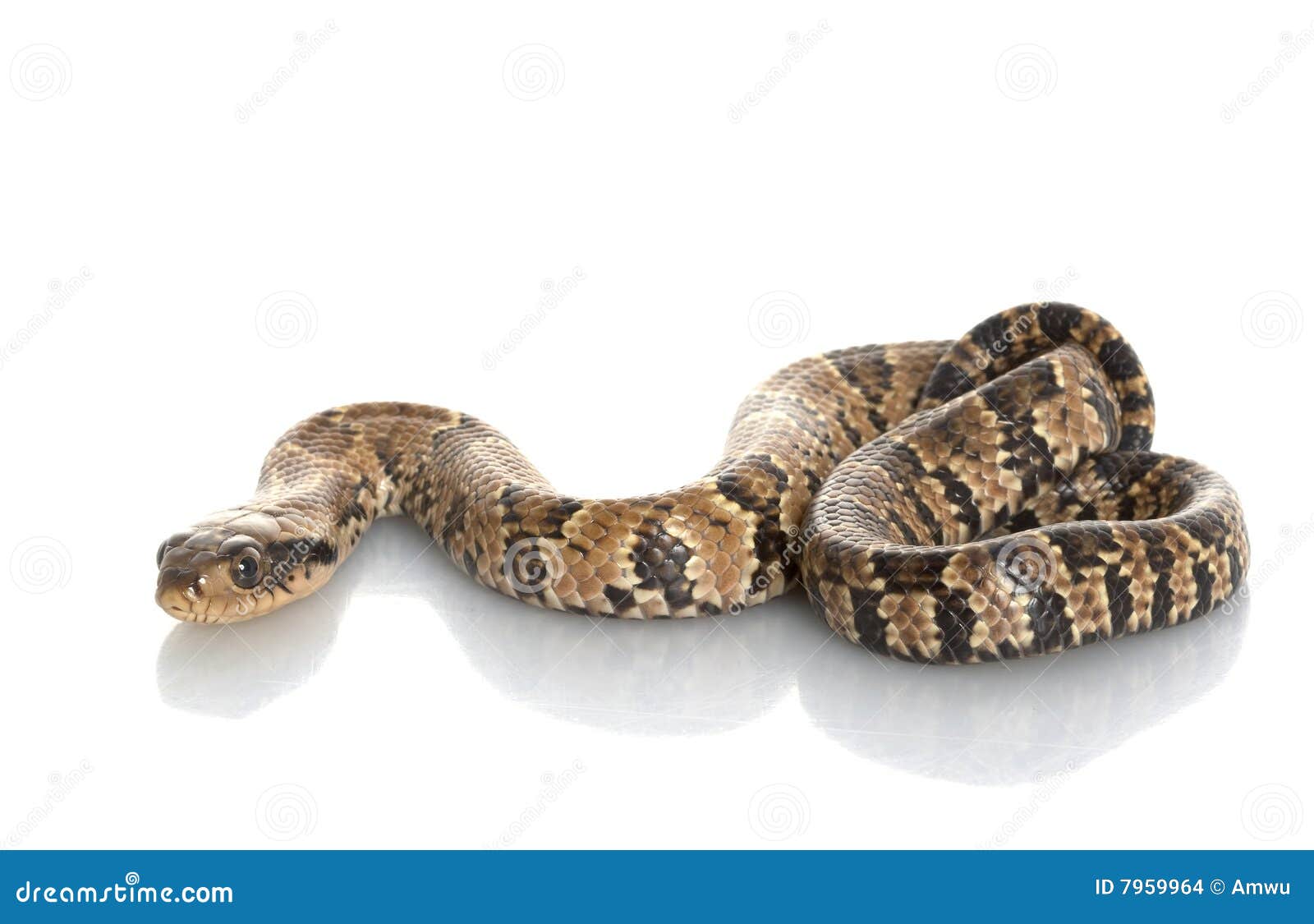 False Water Cobra Picture. Image: 7959964