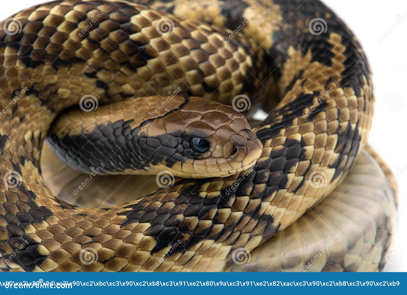 False Water Cobra on White Background Stock Image - Image of creature ...