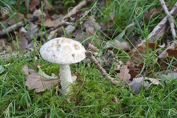 False White Deathcap. stock image. Image of mushroom - 15685831