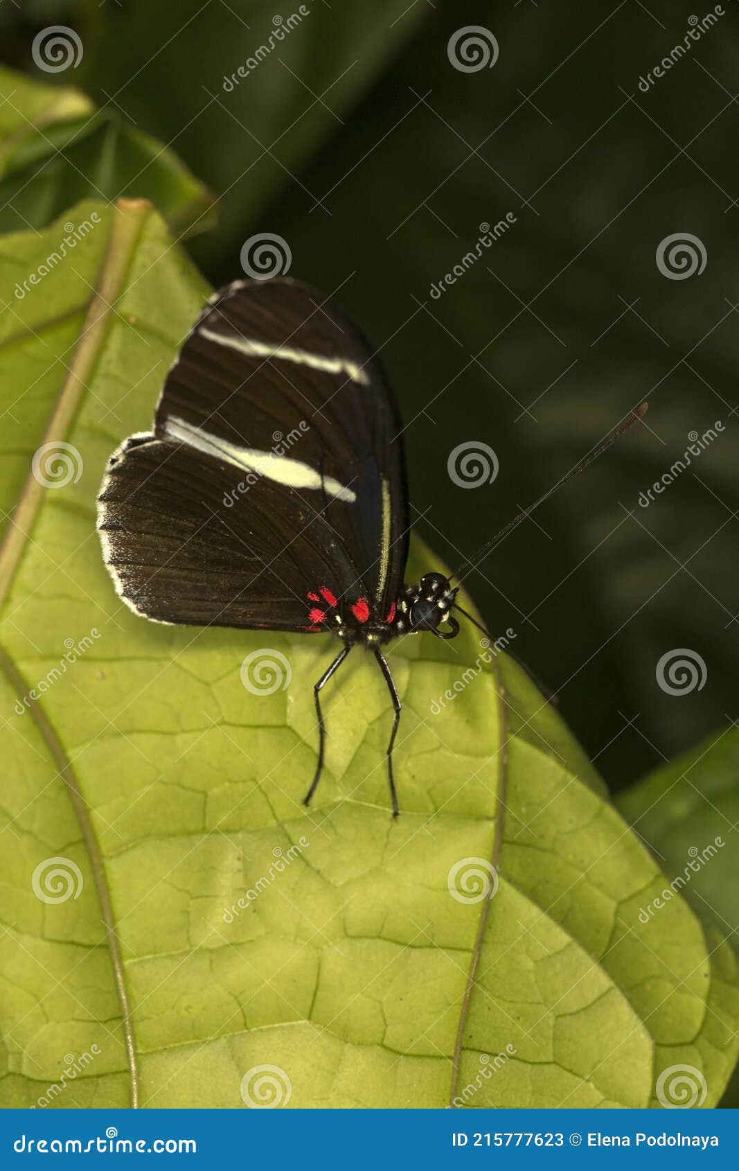 The False Zebra Longwing Heliconius Atthis. Stock Image - Image of ...