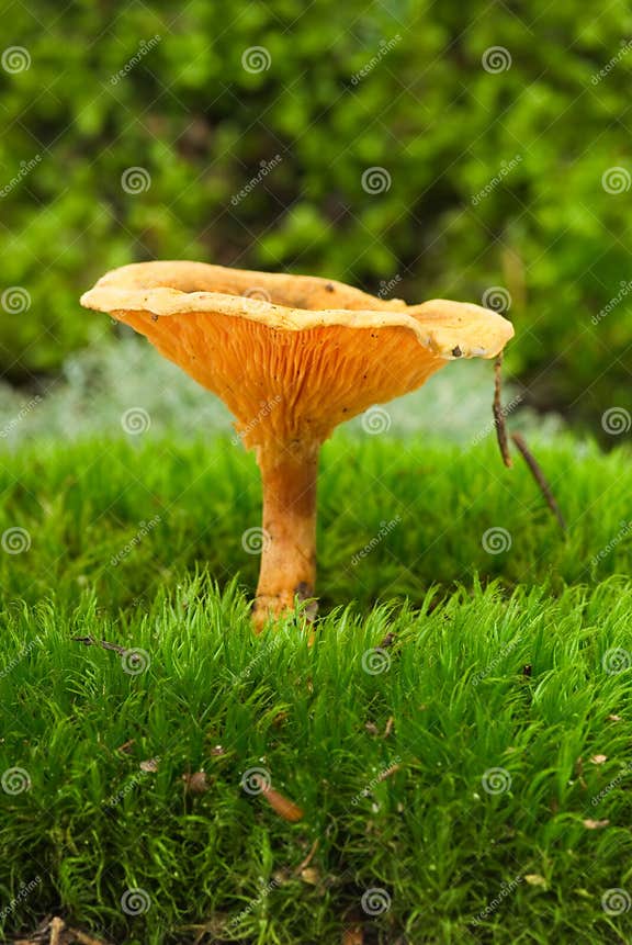 Falsk kantarell fotografering för bildbyråer. Bild av orange - 11831175