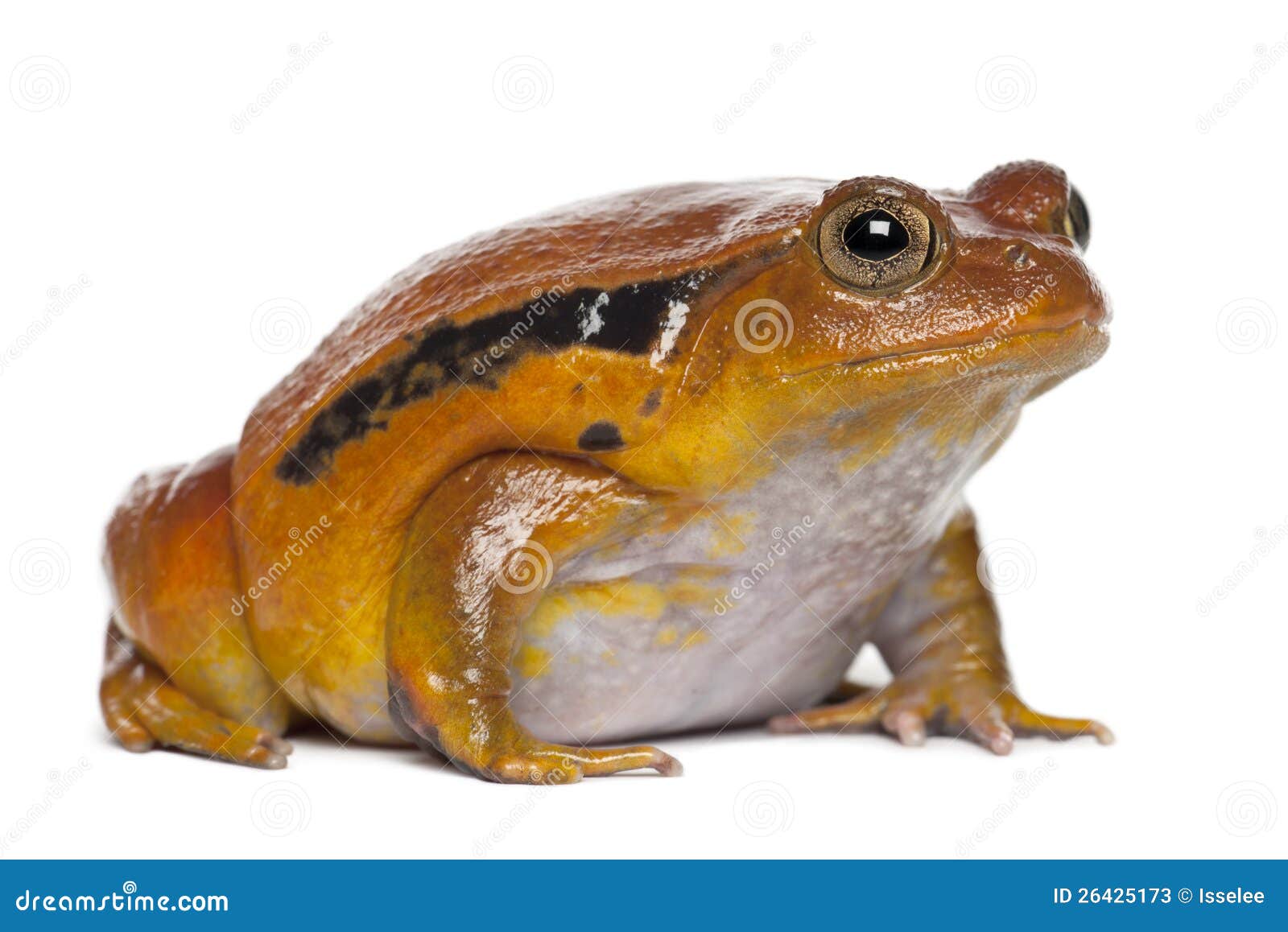 Falsk Tomatgroda, Dyscophus Guineti Fotografering för Bildbyråer - Bild ...