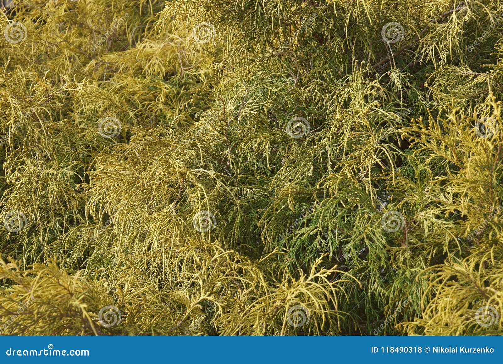 Falso Cipresso Nano Del Threadleaf Dell'oro Fotografia Stock - Immagine ...