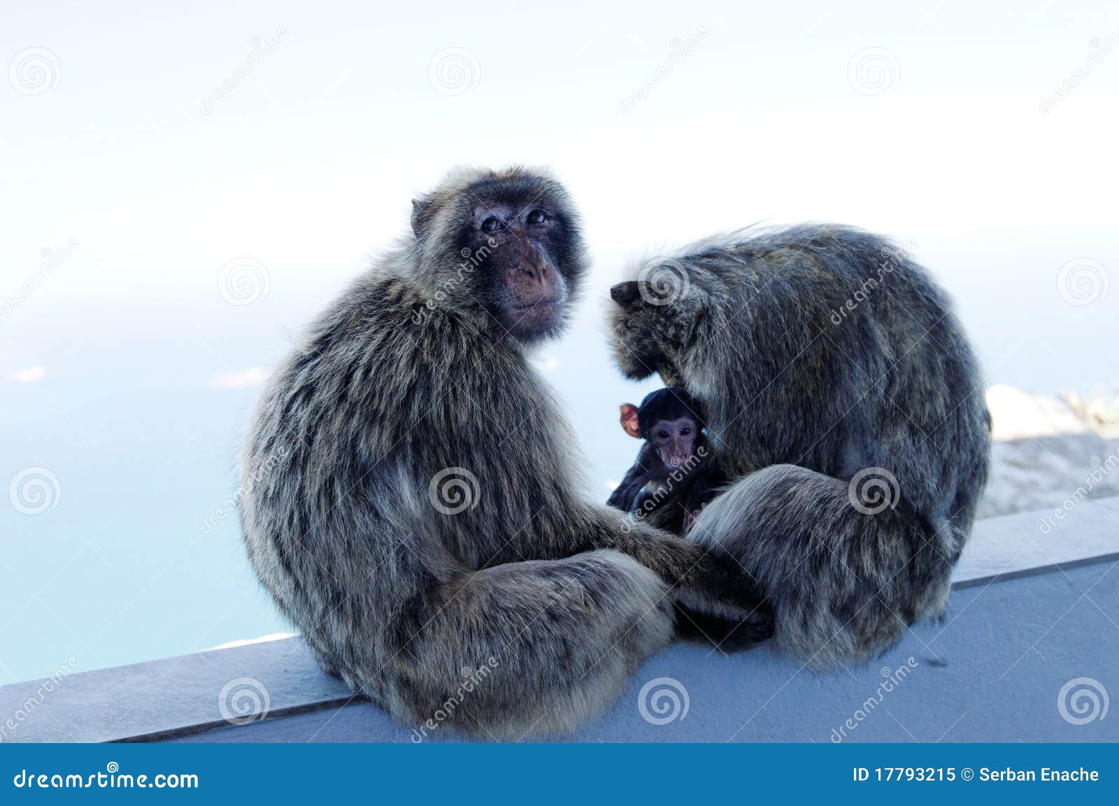 Família Do Macaco De Macaques Imagem de Stock - Imagem de mundo ...