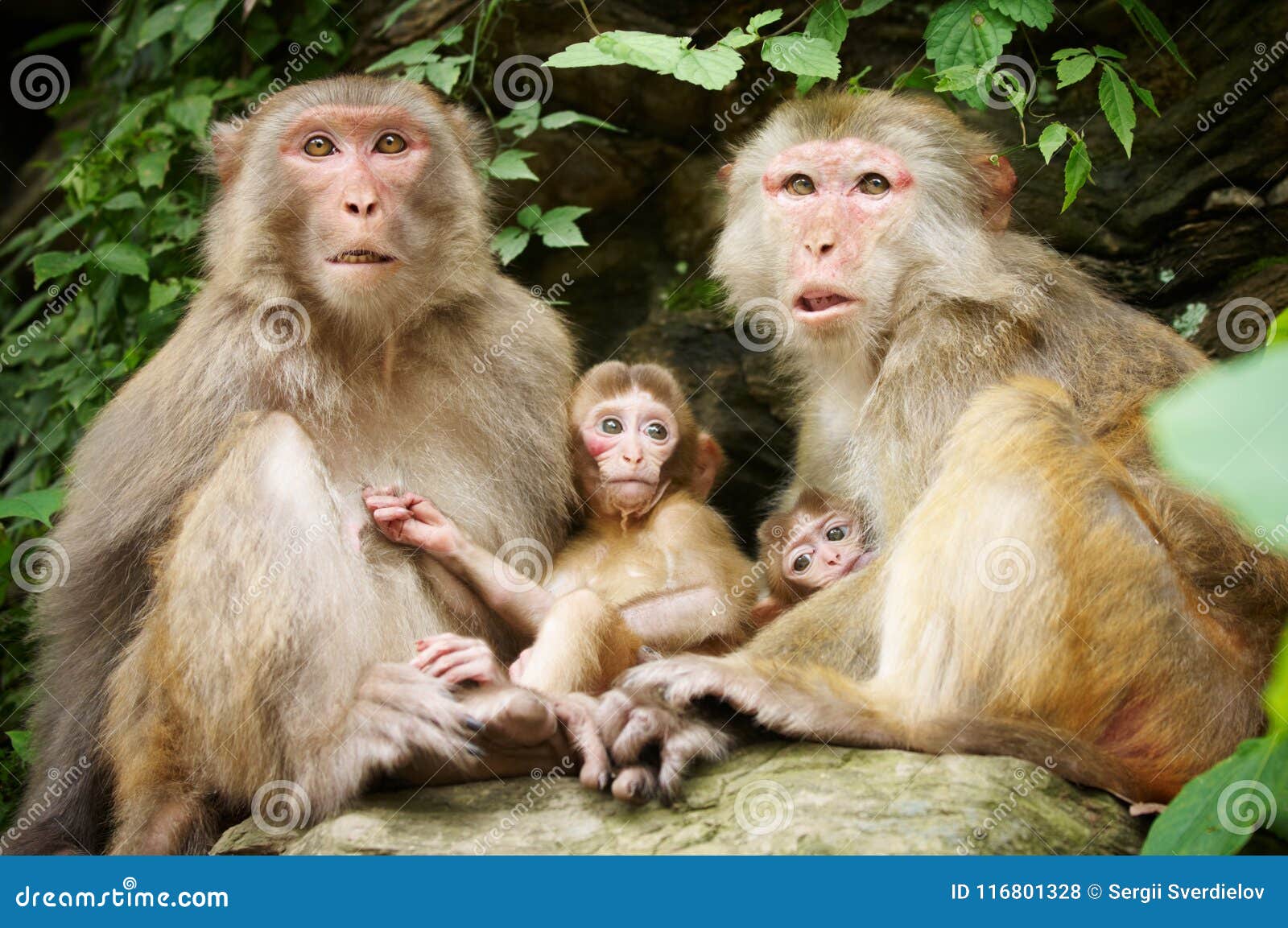 A família dos macacos foto de stock. Imagem de primata - 116801328