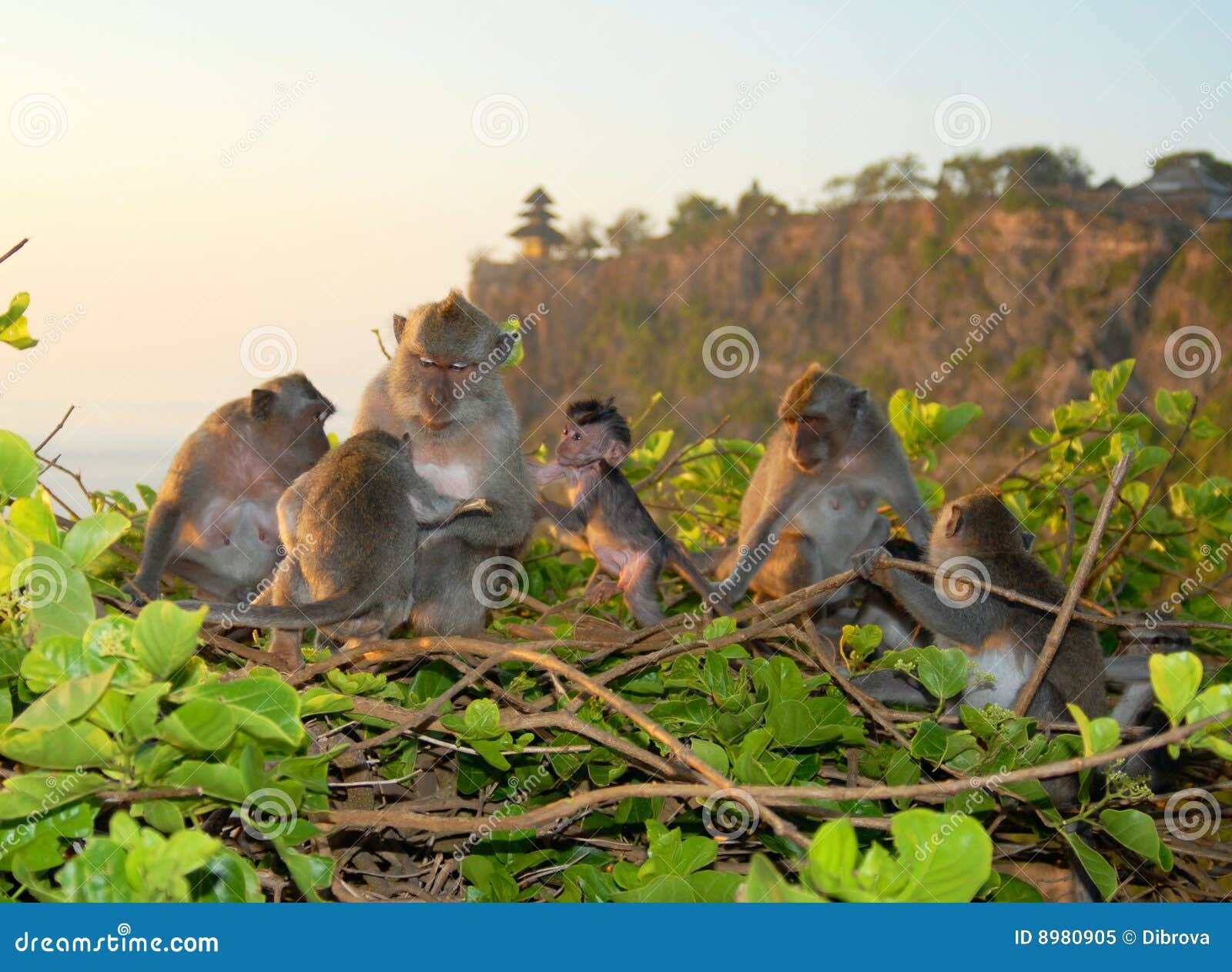 Família dos macacos imagem de stock. Imagem de wildlife - 8980905