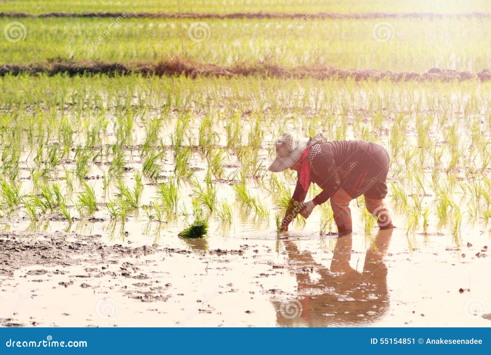 Famer imagen de archivo. Imagen de alimento, campo, planta - 55154851